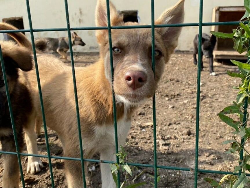 Красивые щенки ищют дом