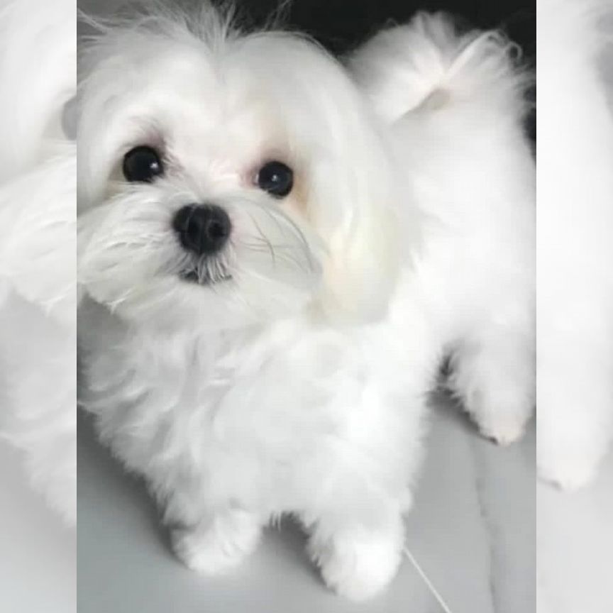 Мальтийская болонка кобель 1,5года