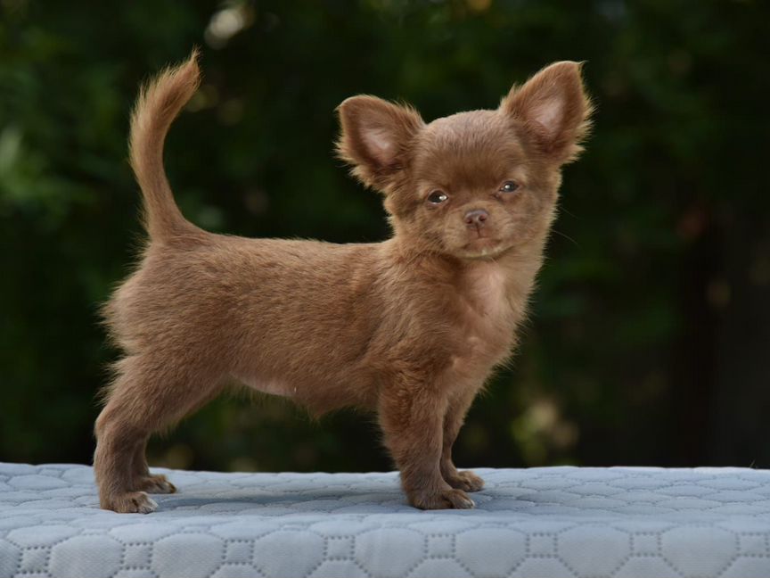 Продаётся щенок