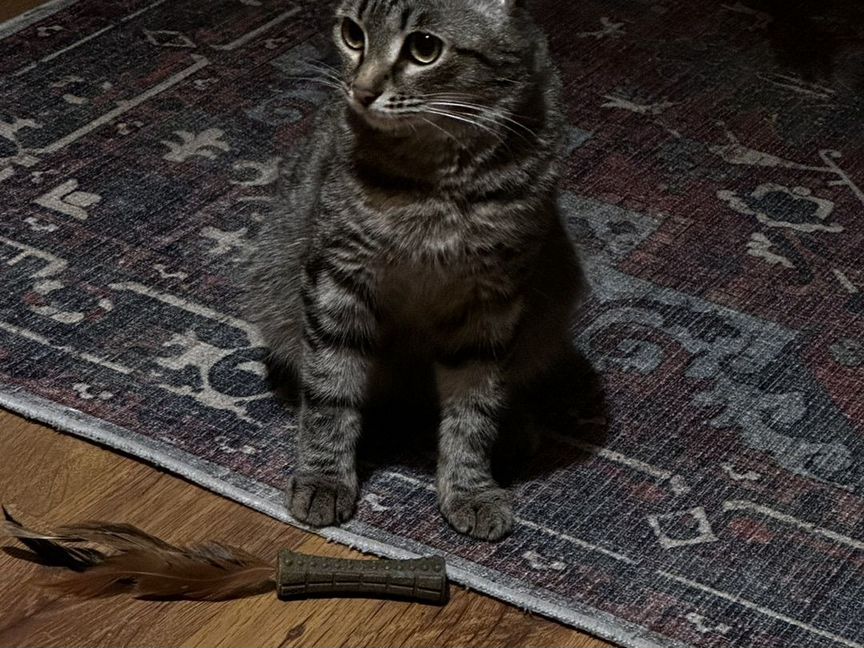 Кошка