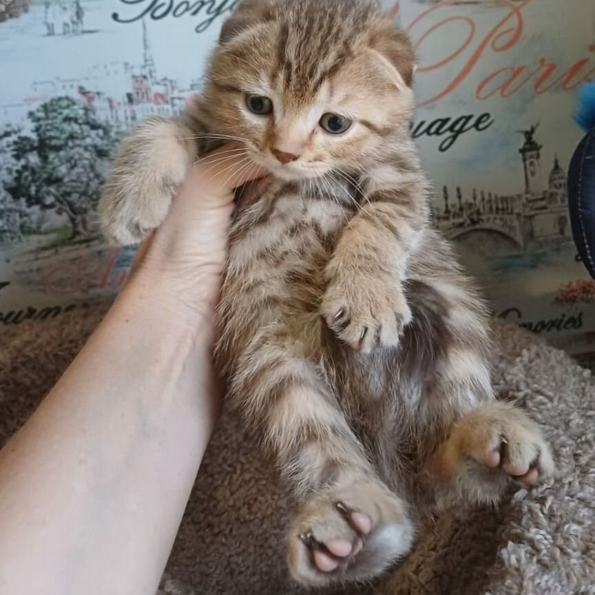 Шотландские котята