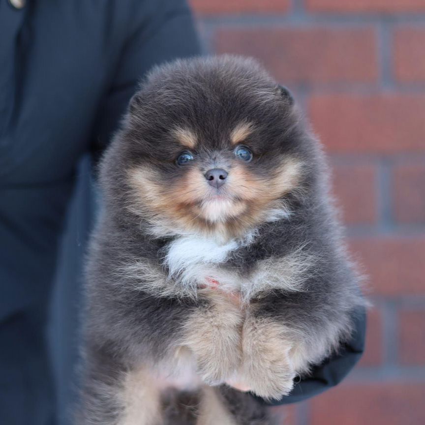 Померанский шпиц