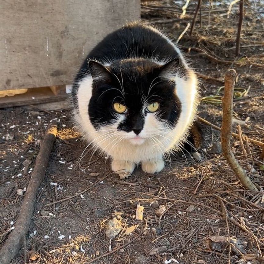 Заберите кошечку