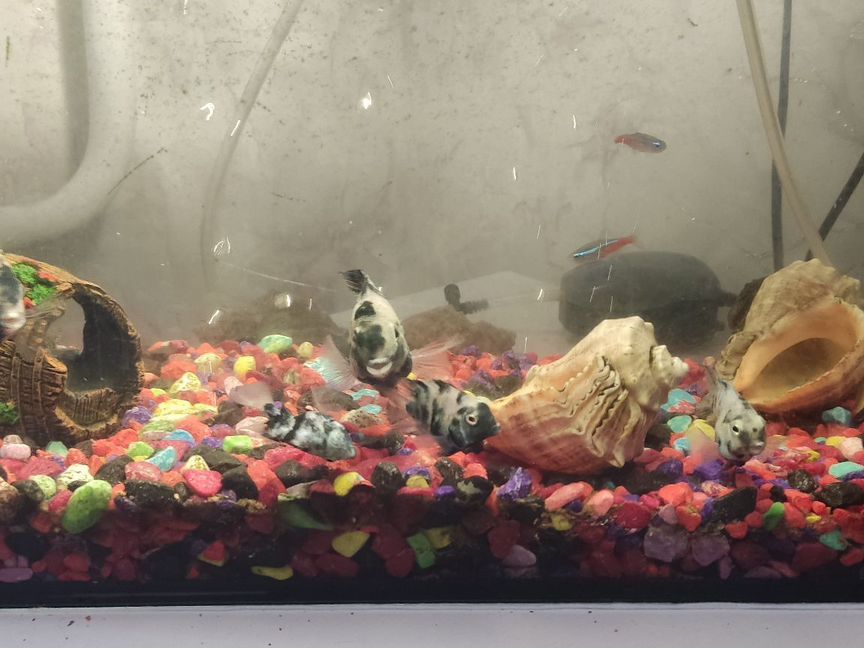 Аквариум с рыбками