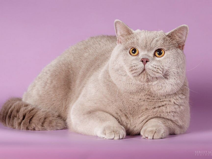 Вязка с Котом