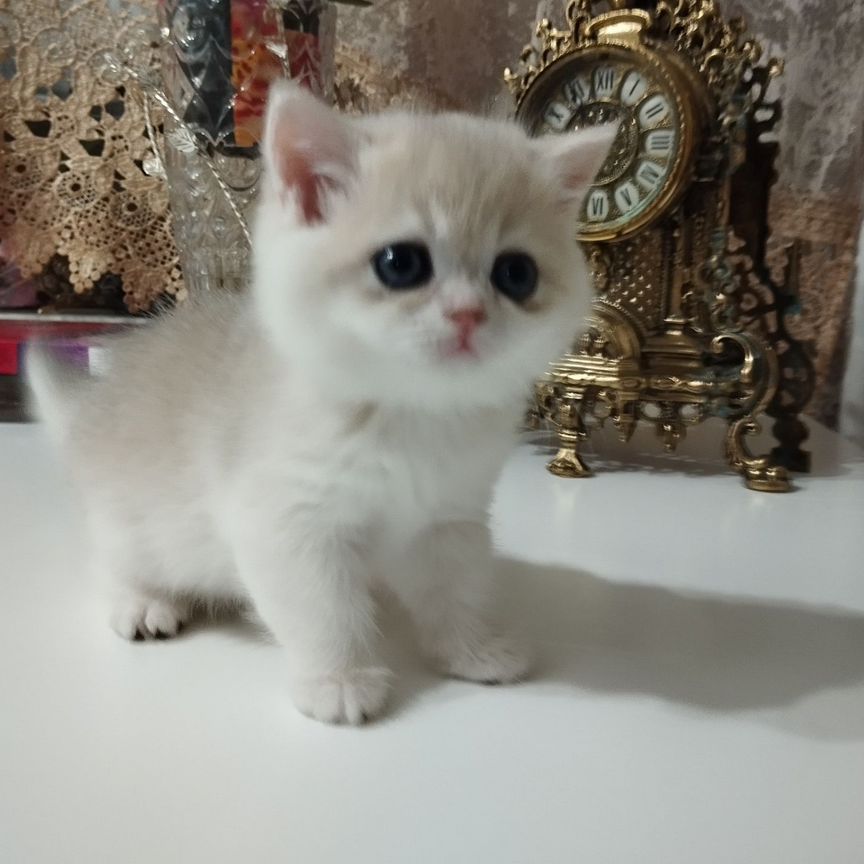 Котята золотая шиншилла