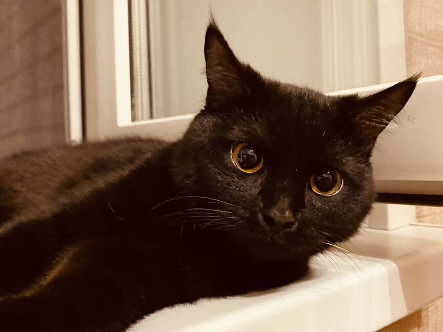 Черная кошка в надежные руки