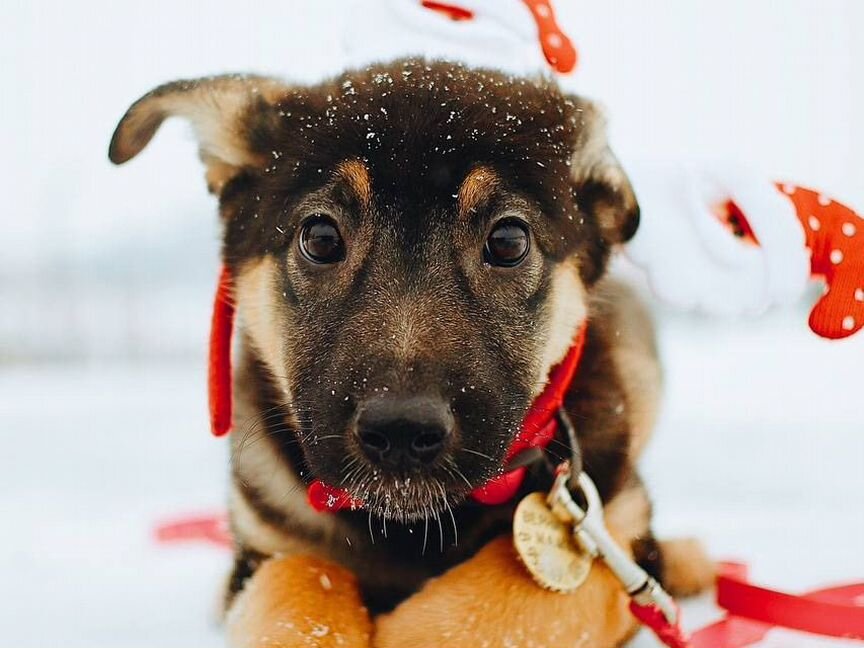 Щенок девочка в добрые руки