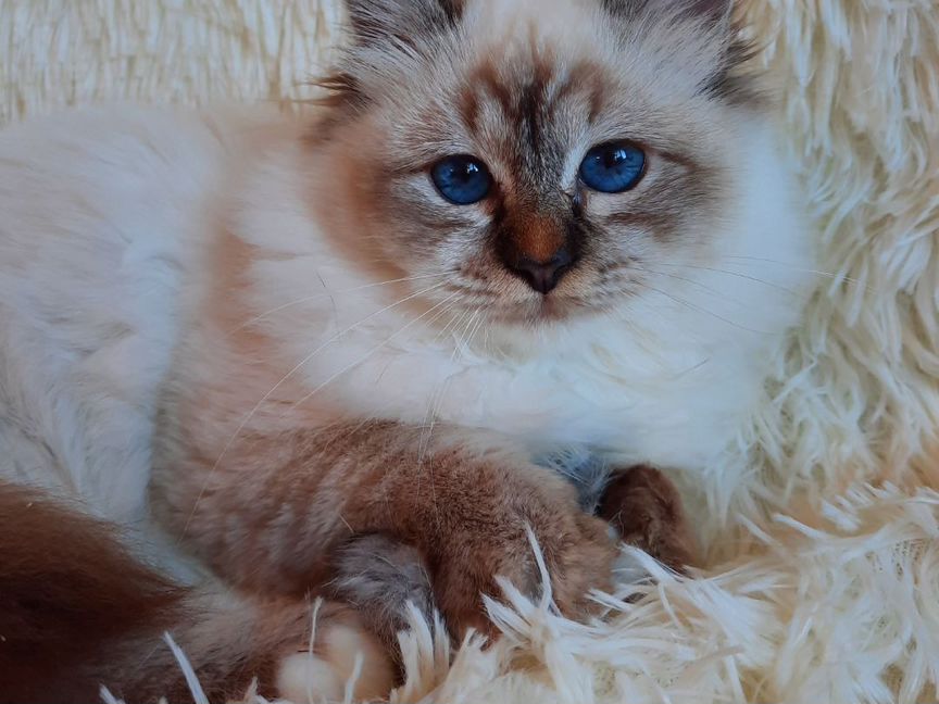 Священная бирма-девочка