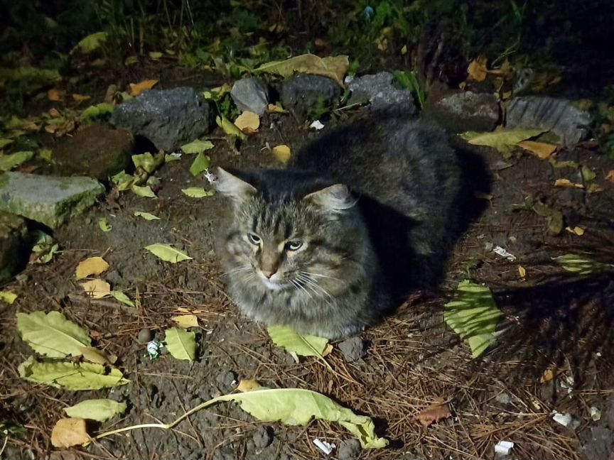 Очень нужен дом шикарному уличному коту