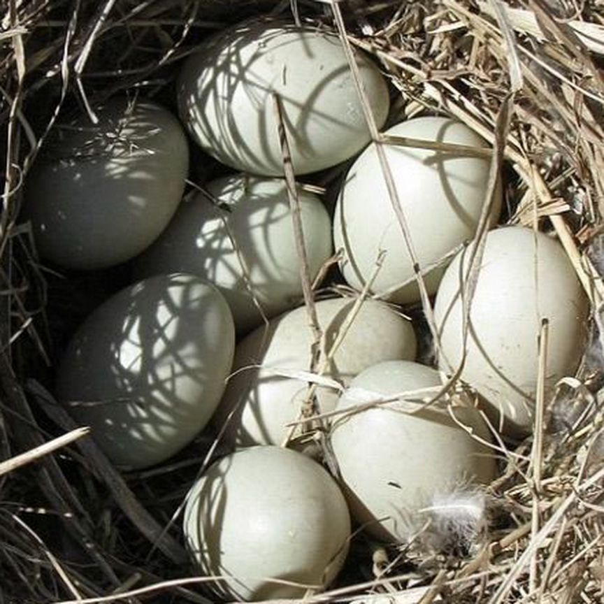 Инкубационное яйцо кряквы