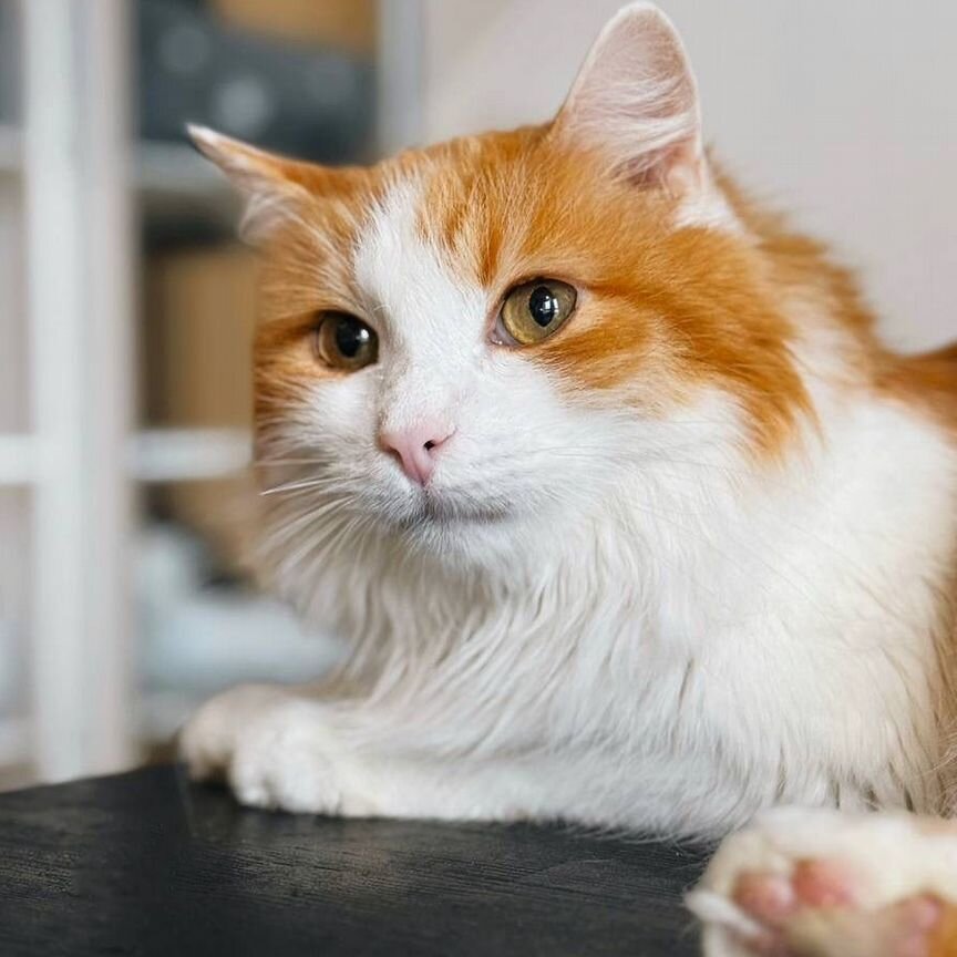 Котик Чипс в добрые руки