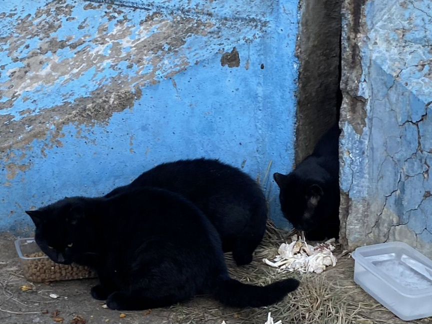 Котики маленькие в добрые руки