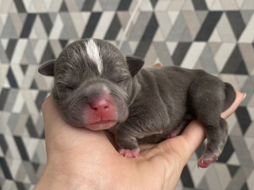 Американский булли покет щенки бронь