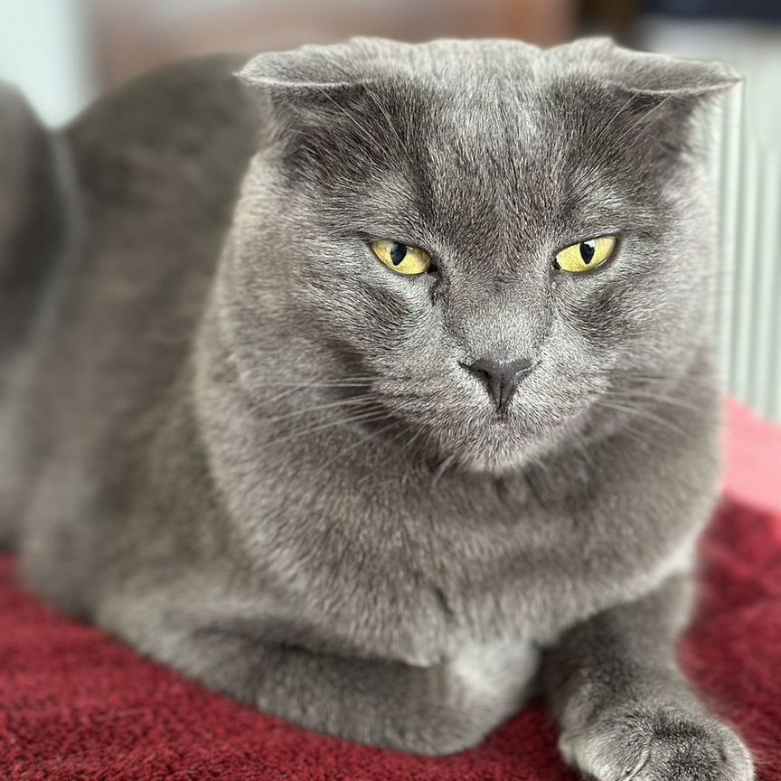 Котята в добрые руки бесплатно мальчик