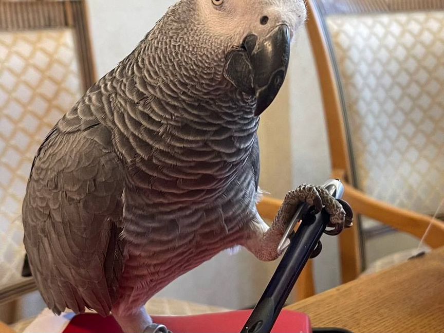 Большой попугай