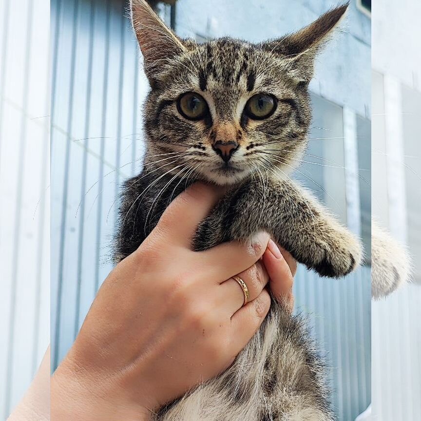 Котята