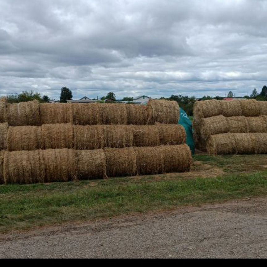 Сено солома в рулонах, зерно. 2024 года
