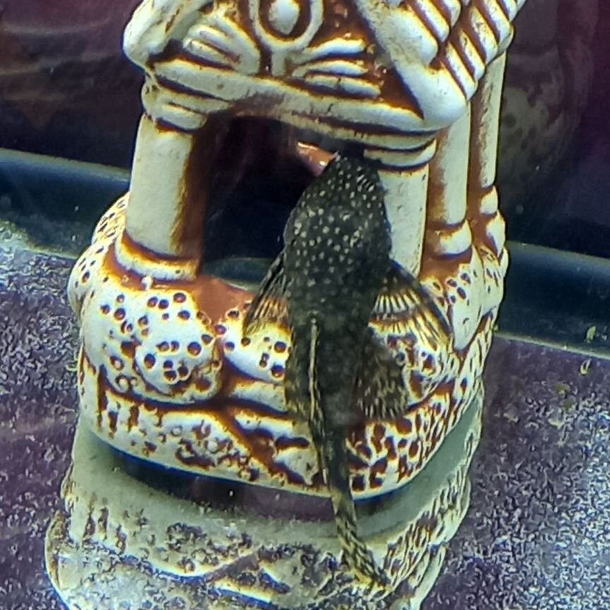 Сом анциструс (самка)