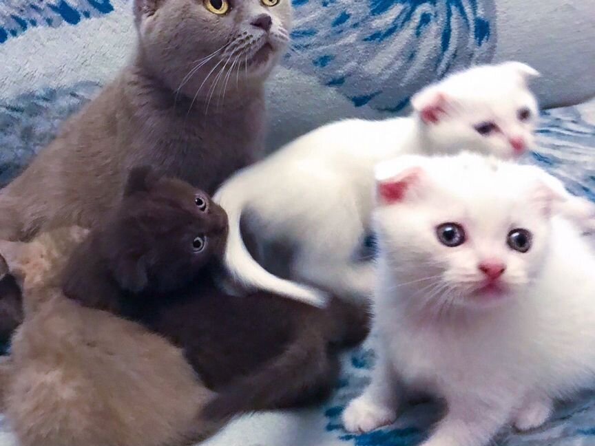 Шотландские вислоухие