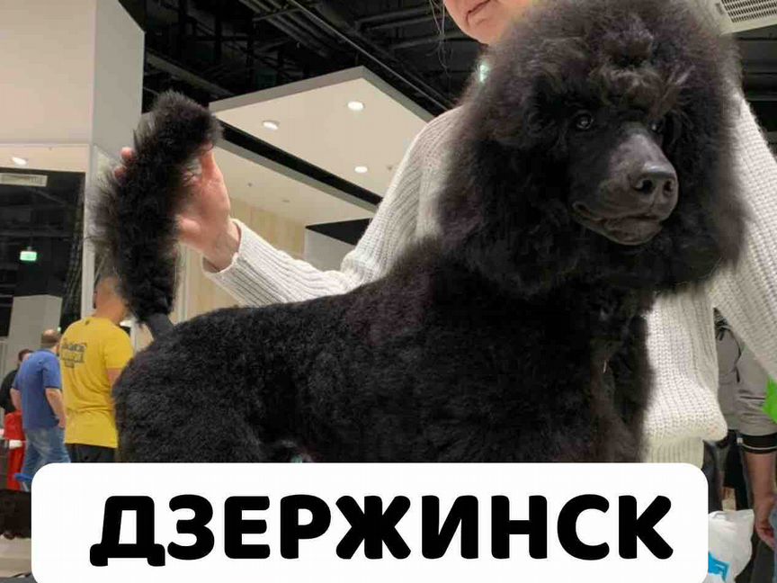 Королевский пудель натан Дзержинск