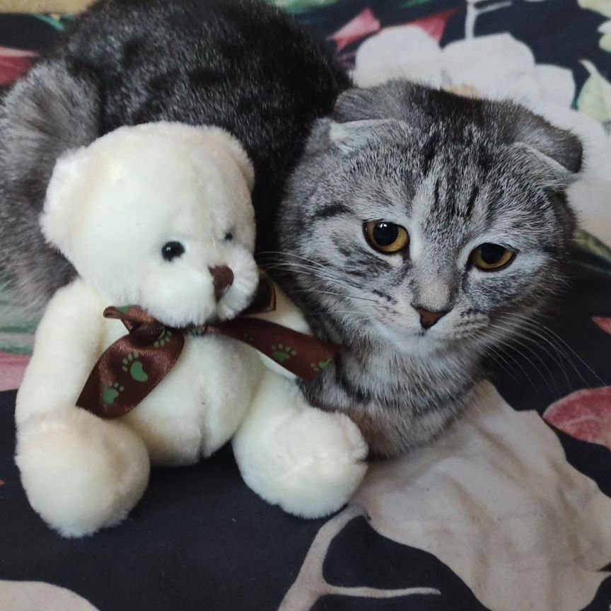 Потерялась кошка