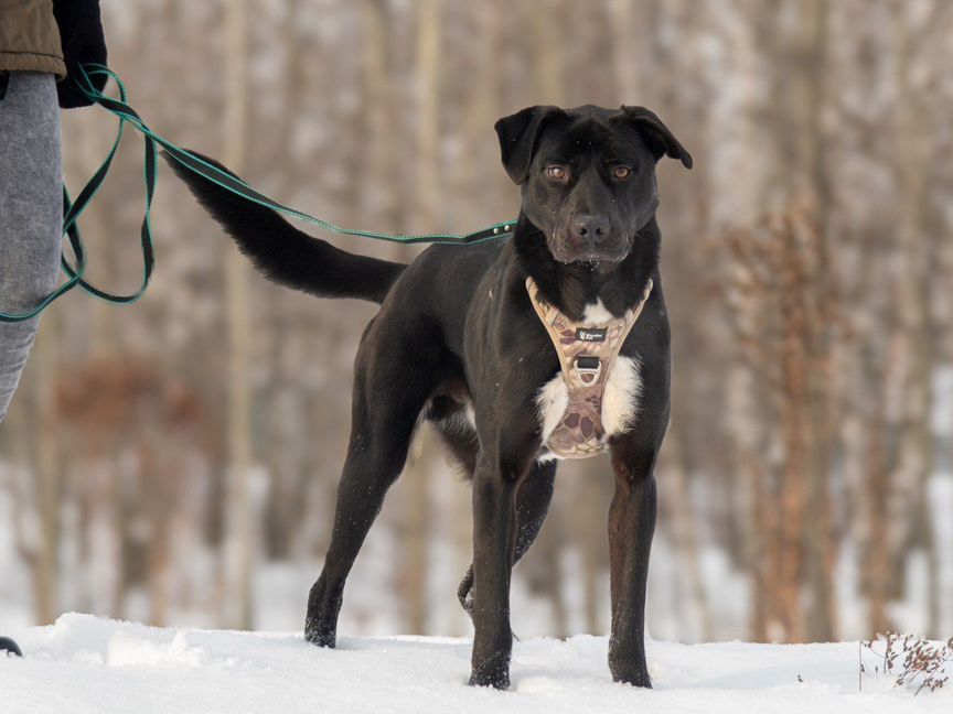 Брутальный пёс пропадает в приюте