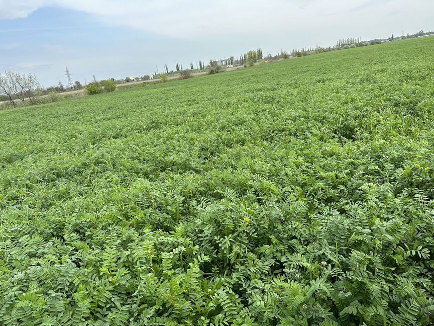 Сено экспарцет