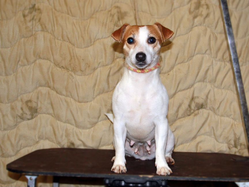 Джек Рассел терьер