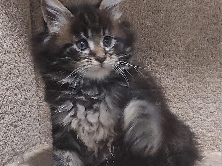 Котик мейн кун
