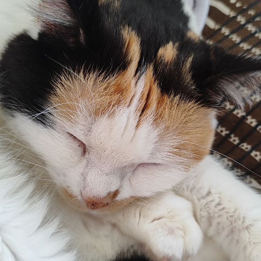 Кошка