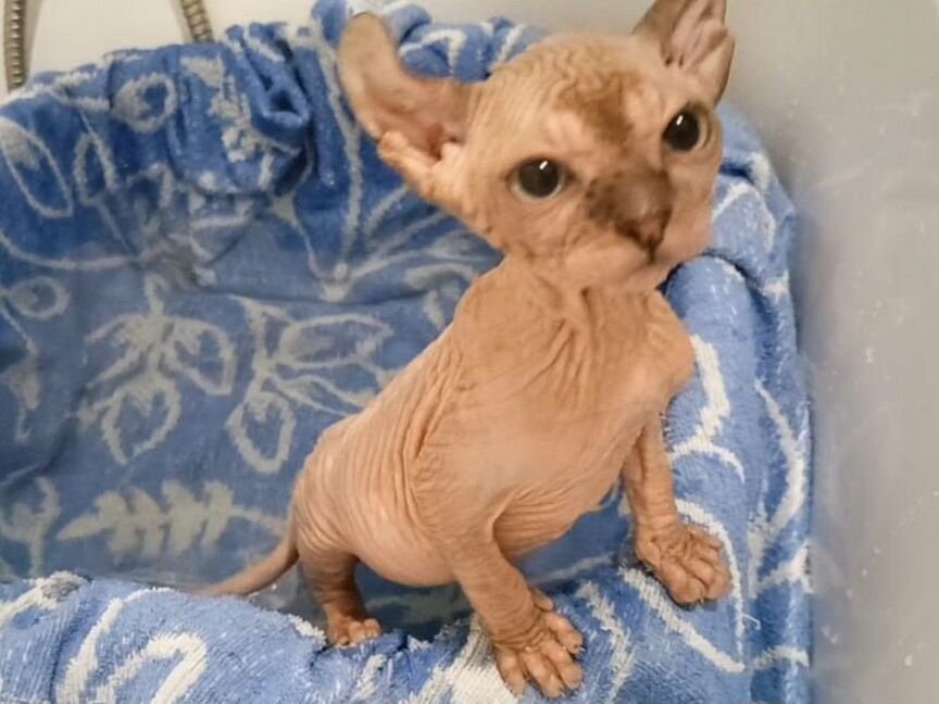 Канадский сфинкс (эльф)