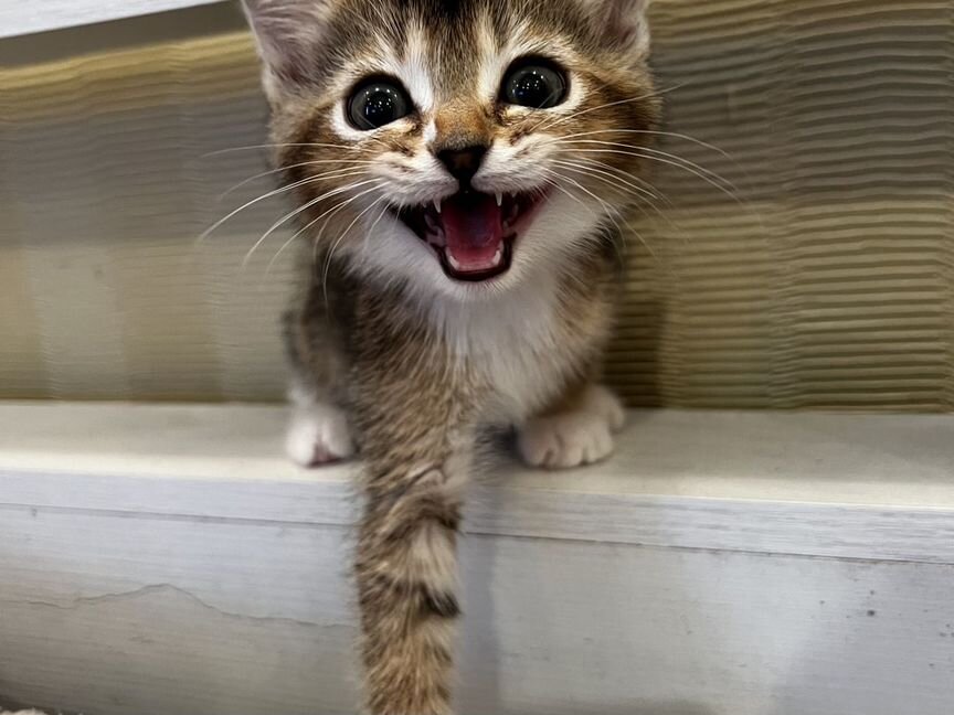 Британские котята