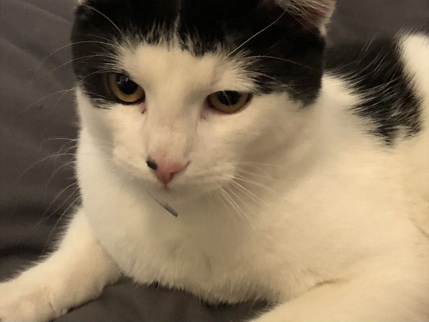 Кот бесплатно