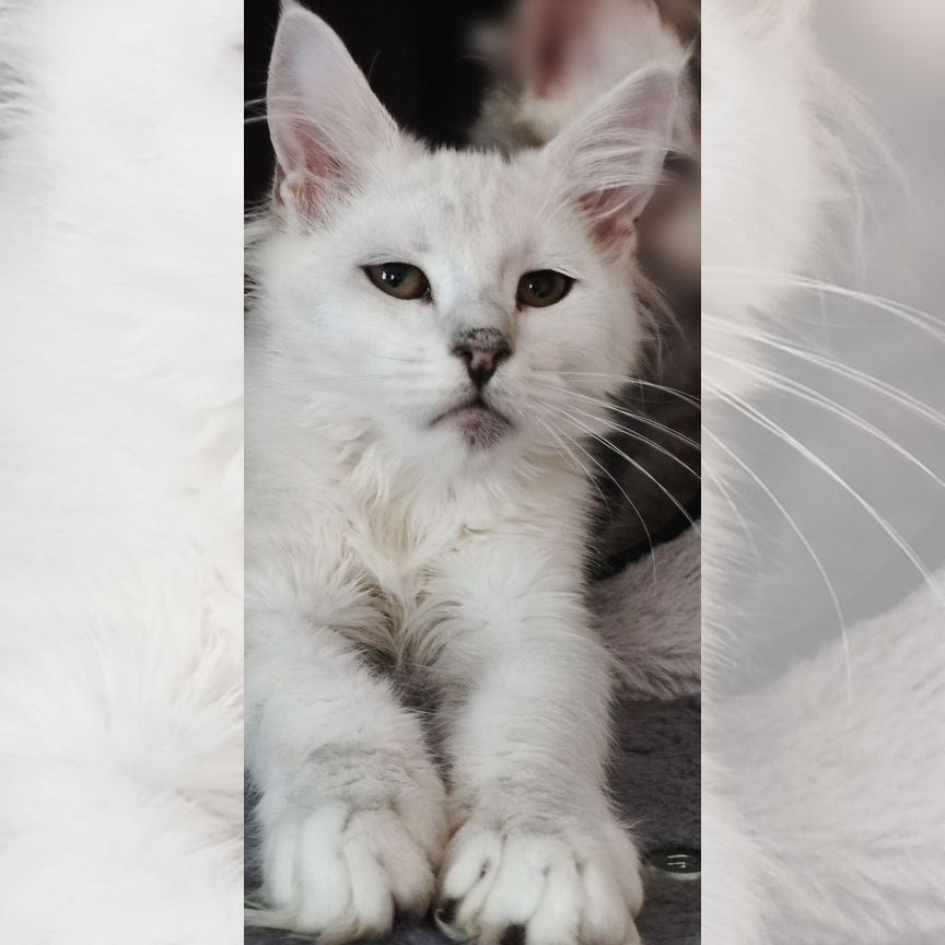 Мейн-кун котёнок