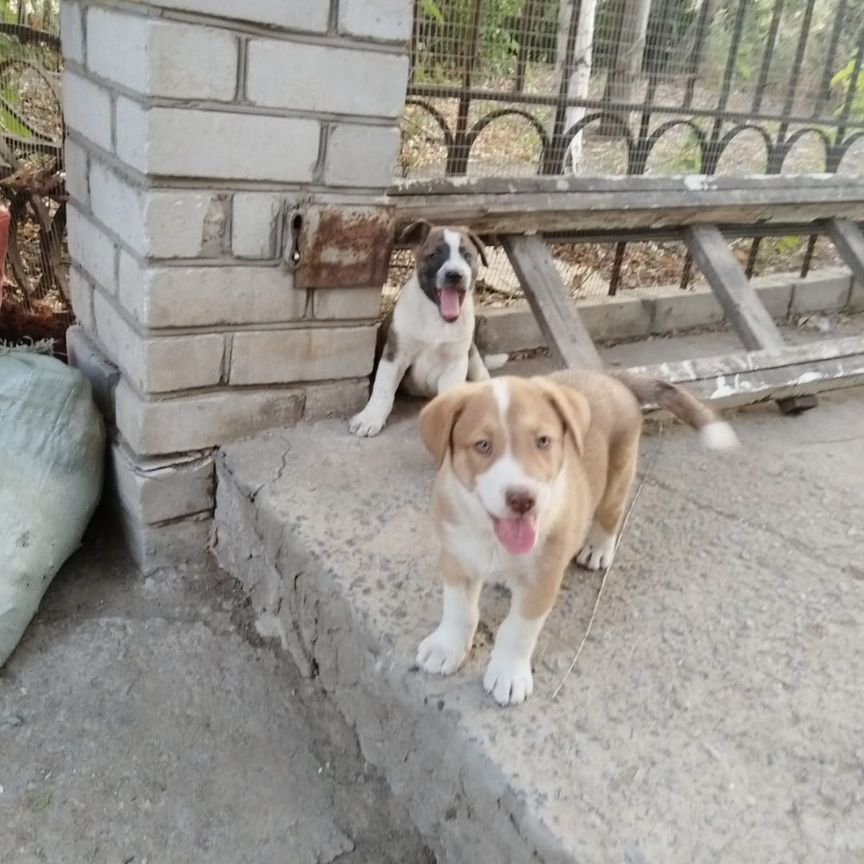 Щенки в добрые руки