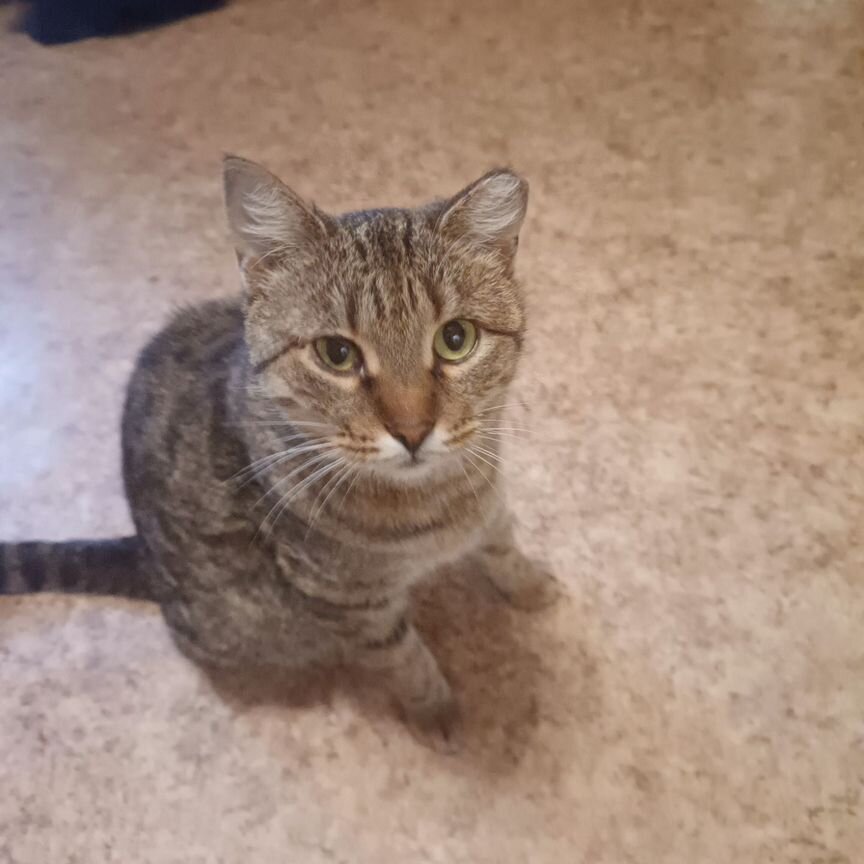 Кошечка в добрые руки