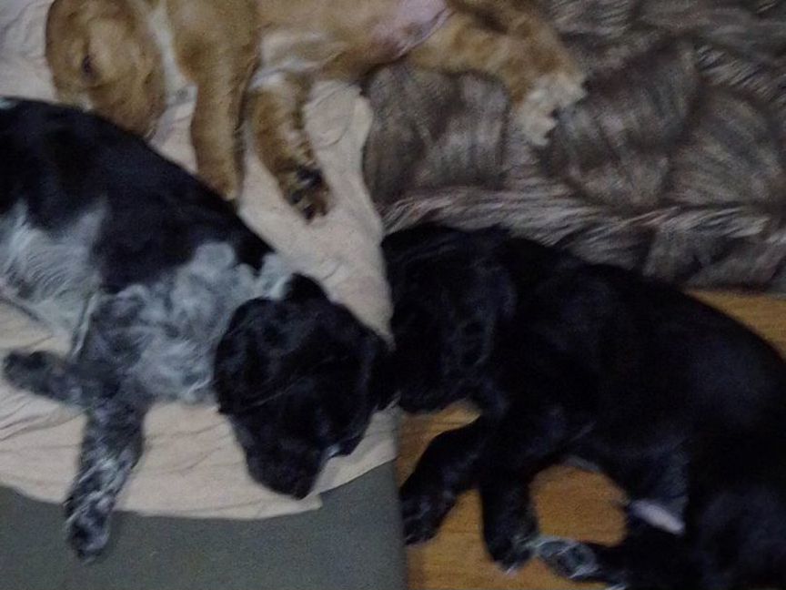 Продаются щенки спаниеля от рабочих родителей