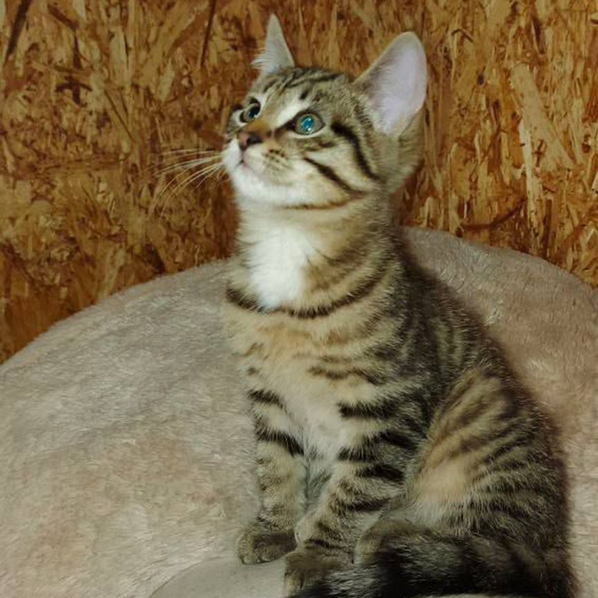 Мейн-кун котёнок