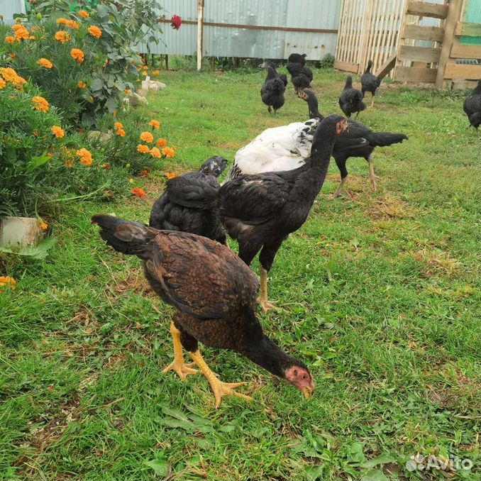 Куры о шамо