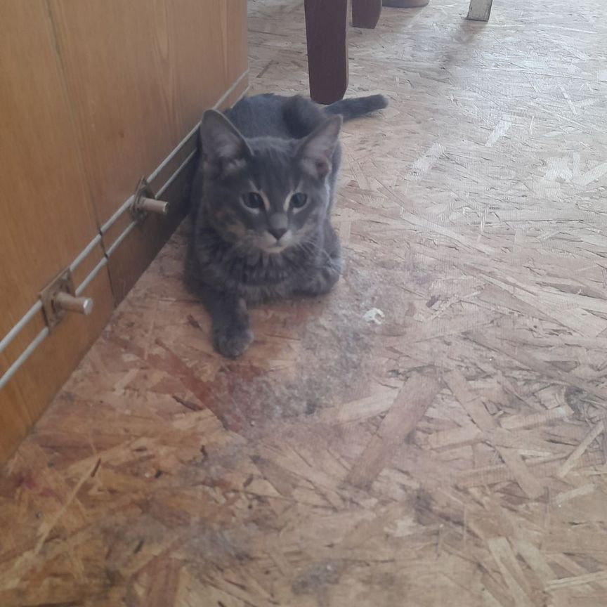 Котики бесплатно в добрые руки