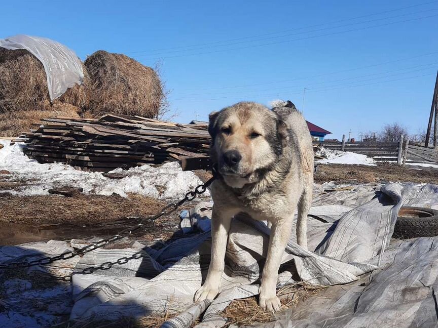 Сао (алабаЙ )