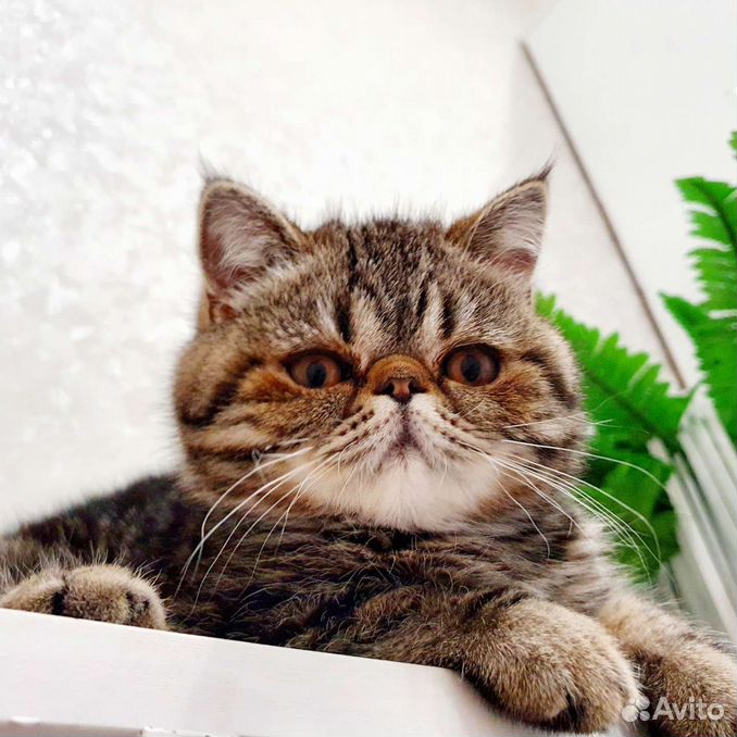 Экзотическая короткошерстная кошка