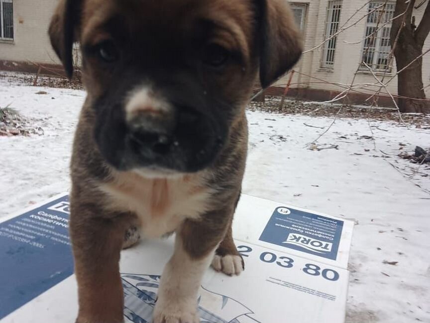 Щенули метиски