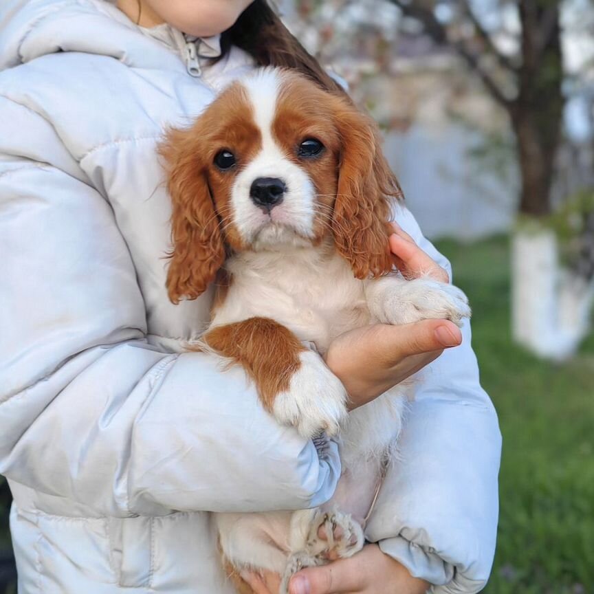 Кавалер кинг-чарльз-спаниель, щенок