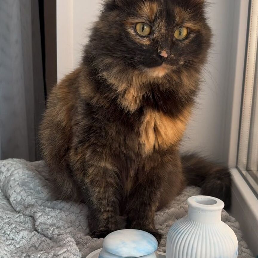 Ди в добрые руки