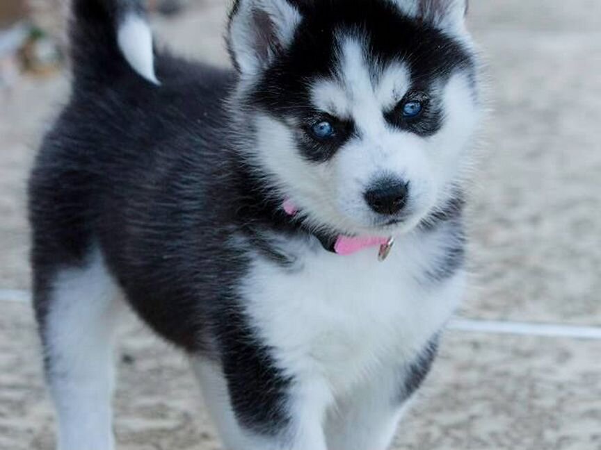 Щенки хаски