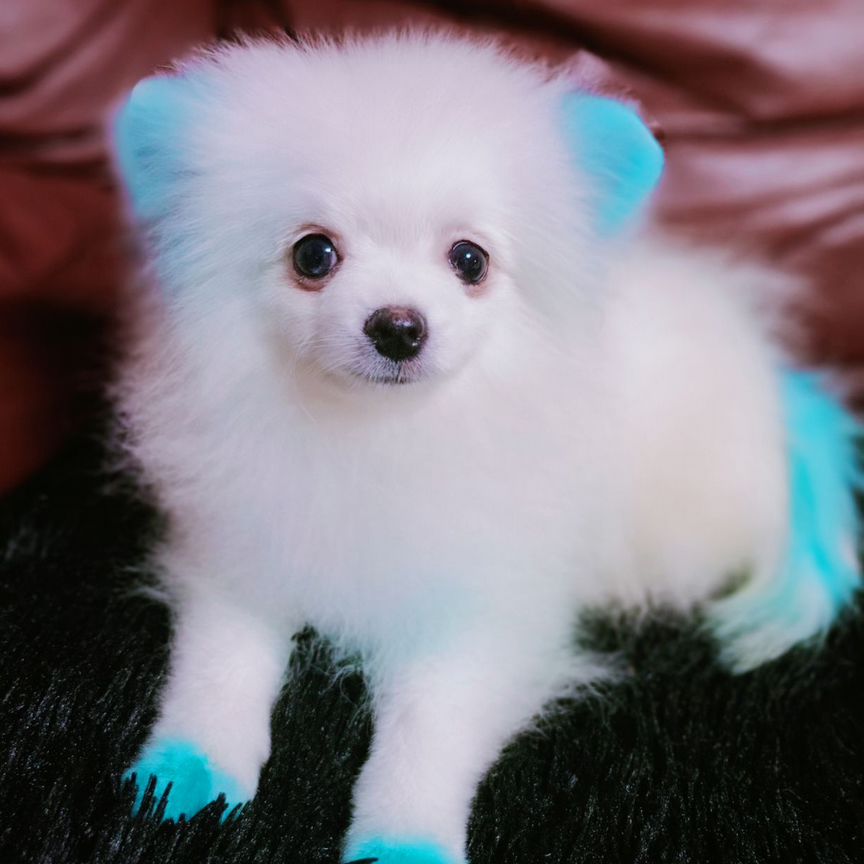 Белый мишка мальчик померанчик