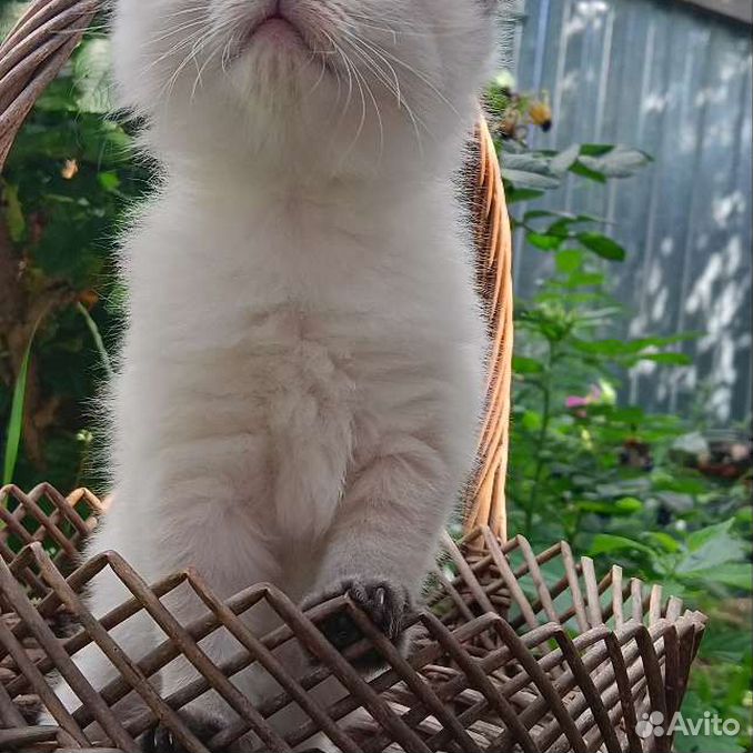 Кошки шотландцы