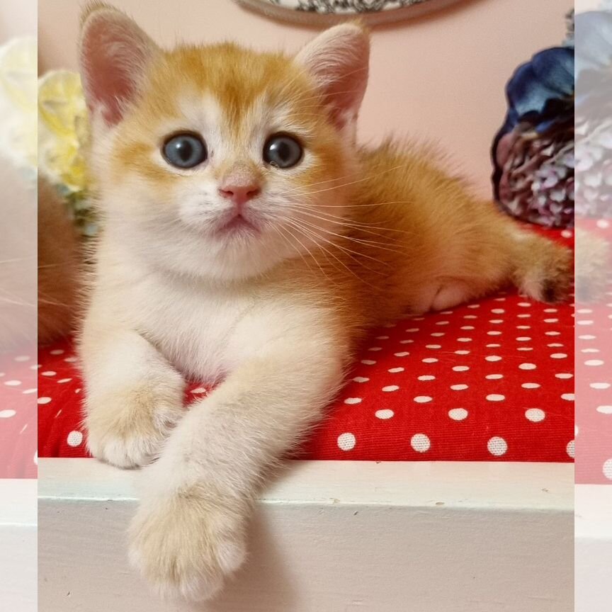 Шотландский прямоухий короткошёрстный котёнок
